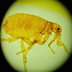 Parasite Control for Rabbits: Fleas, Mites & Flies
