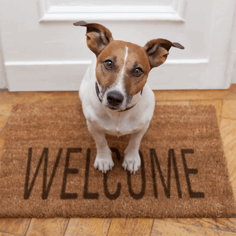 Rehoming a Dog: What You Need to Know